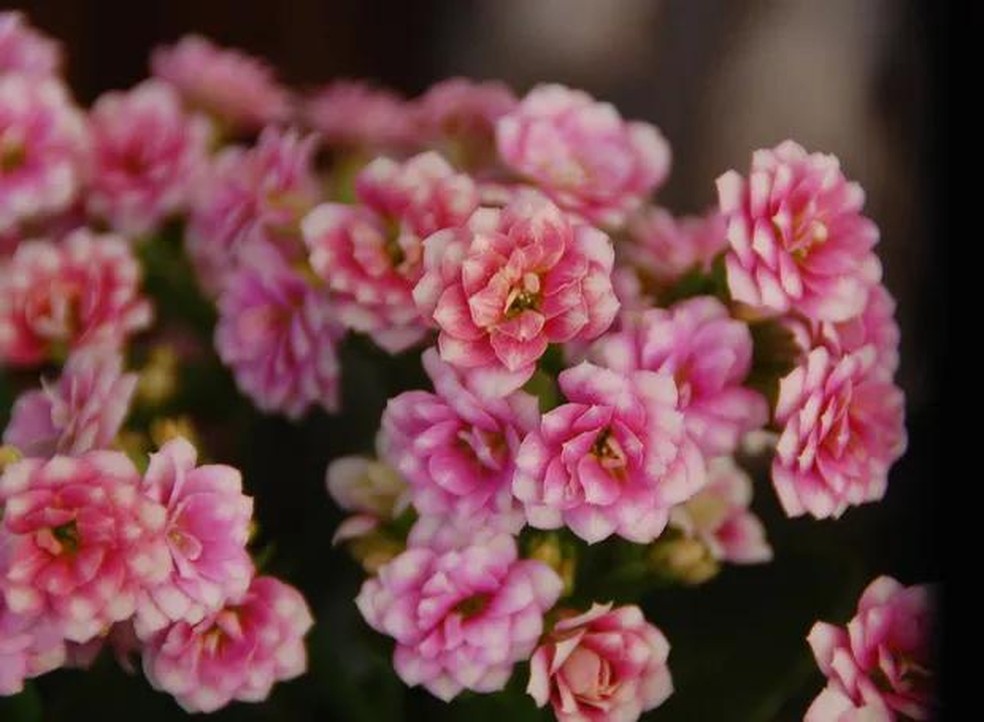 16 plantas que atraem dinheiro para ter em casa em 2025