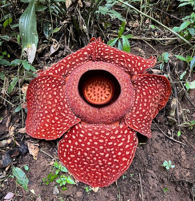 A maior flor do mundo é também a mais fétida. Conheça a flor-cadáver!