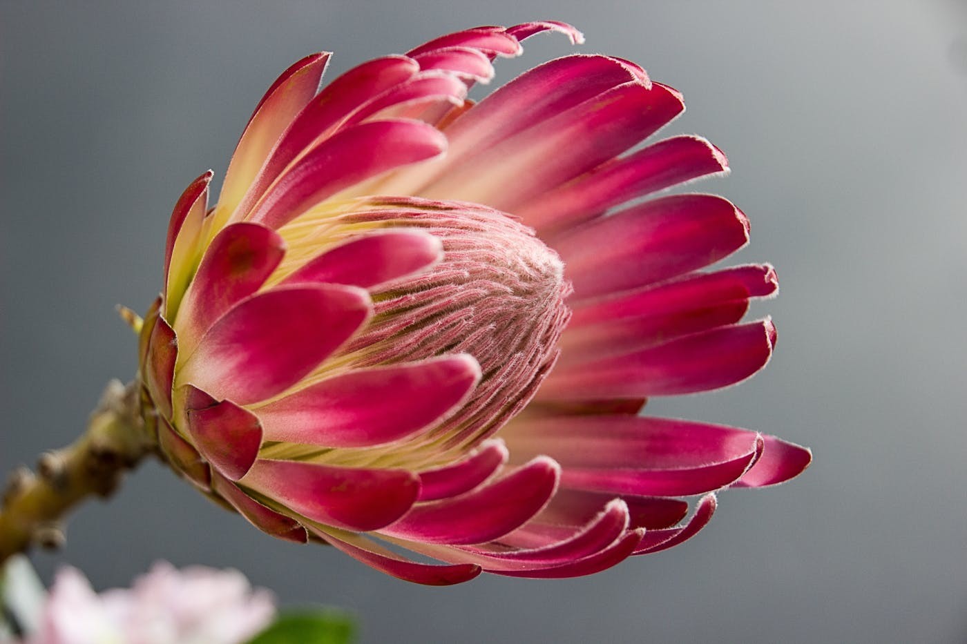 Protea: como cuidar da flor pré-histórica que pode atingir até 12 metros