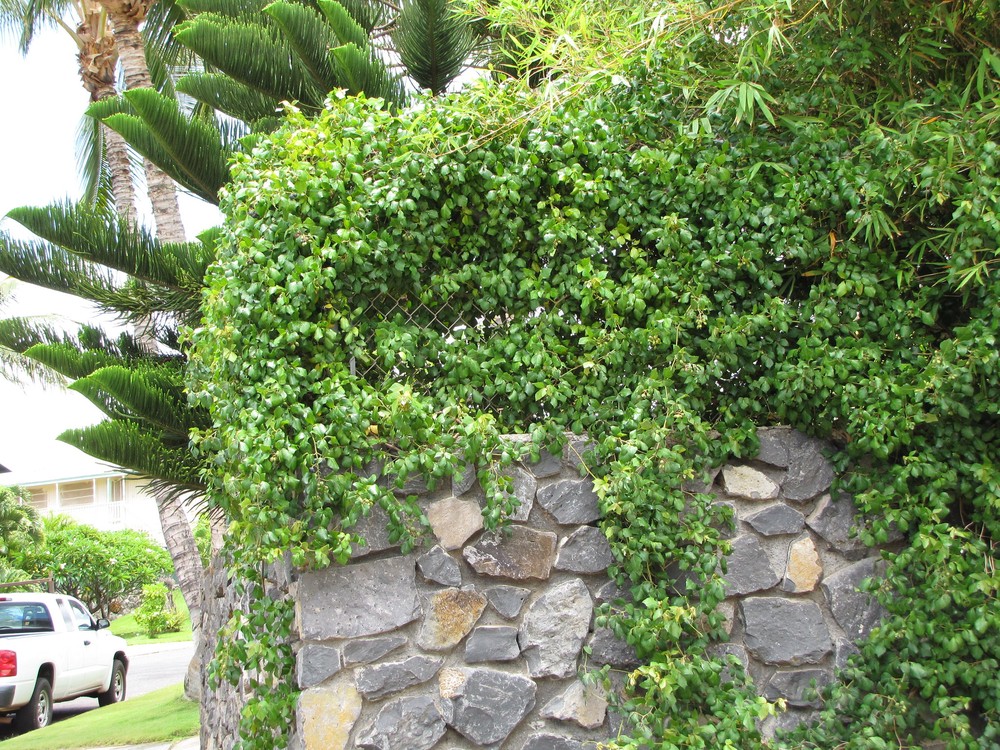 Cissus rhombifolia: como cultivar a trepadeira cipó-uva