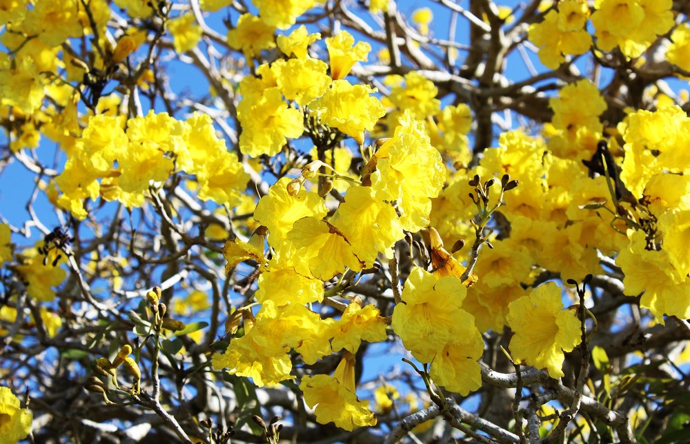 Flor de ipê-amarelo: tudo sobre a espécie e como estimular a floração