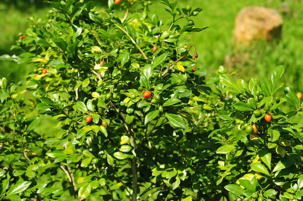 Murta-de-cheiro: como cultivar a planta aromática e medicinal ...
