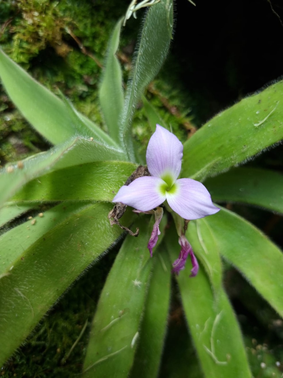Nova espécie de bromélia-peluda é descoberta em Minas Gerais