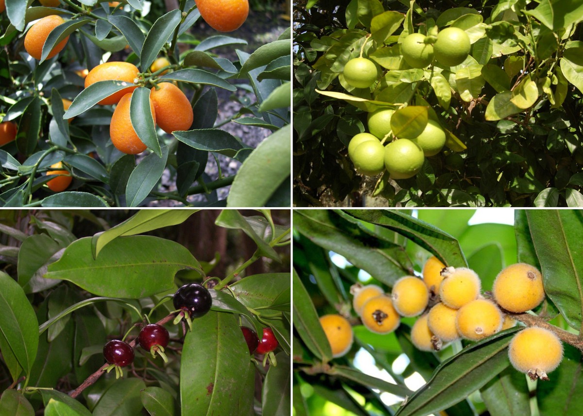 10 frutíferas que podem ser plantadas em vaso, e dicas de cultivo