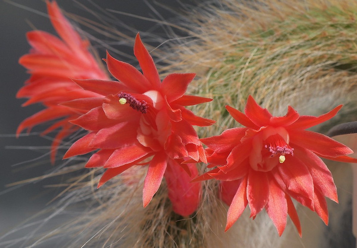 Rabo-de-macaco: como cuidar e criar mudas do cacto pendente