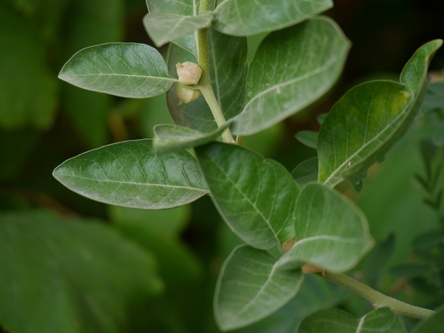 Ashwagandha: conheça a planta indiana com prescrição restrita no Brasil