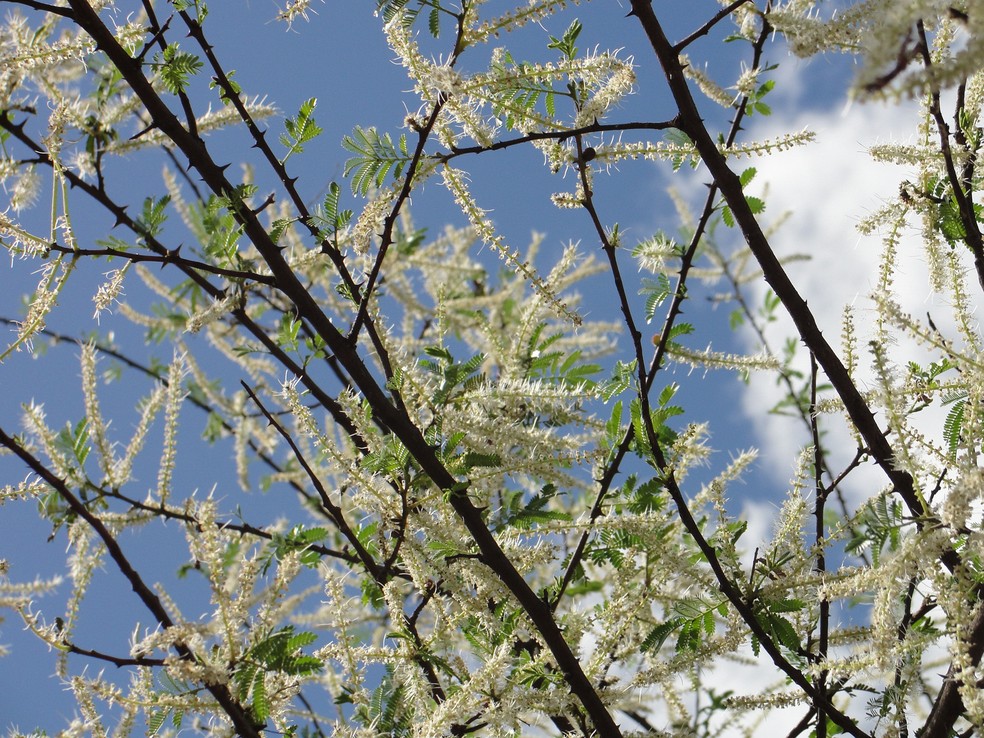 Jurema preta: conheça a planta da caatinga resistente às queimadas