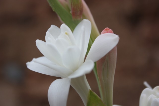 Flor de nardo: conheça a espécie usada na perfumaria de luxo
