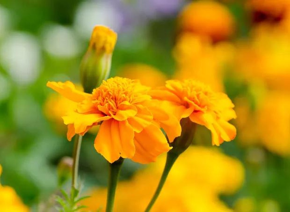 Conheça 13 flores comestíveis para incluir em pratos doces e salgados