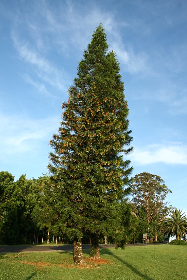 Cientistas explicam mistério dos pinheiros que sempre se inclinam para ...