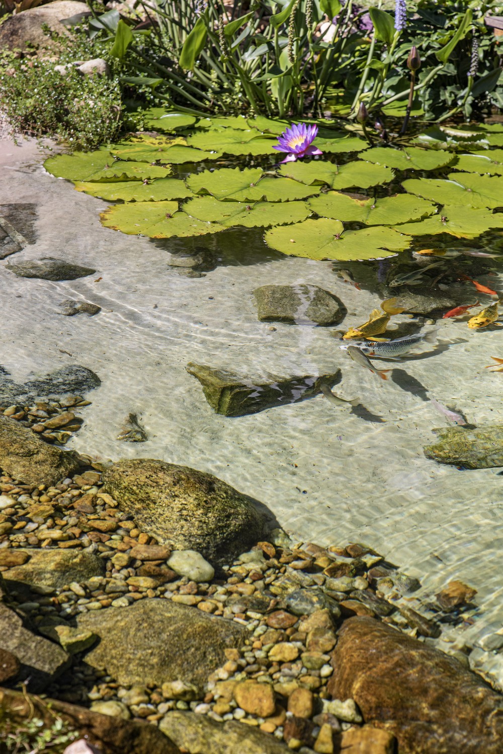 Jardim com lago artificial promove interação com a natureza ...