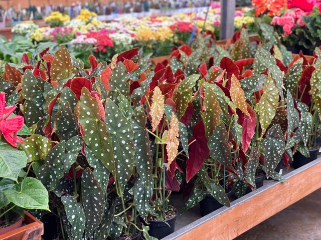 Begônia maculata: como cultivar e usar a planta 'estampada' na decoração