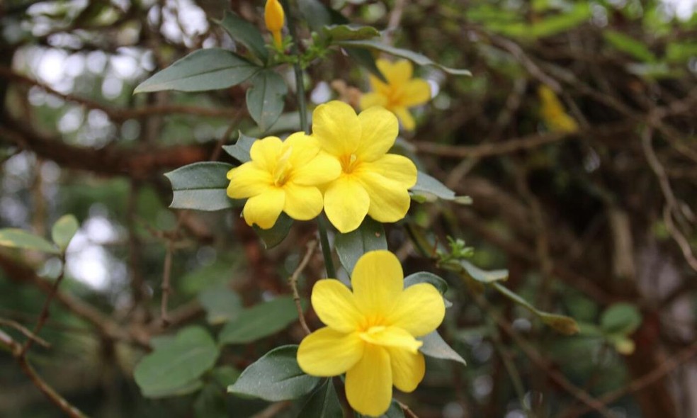 Jasmim amarelo: os cuidados, benefícios e as características da planta