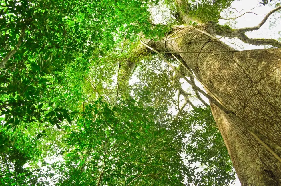 Você já plantou uma árvore? Confira dicas e aprenda! | Paisagismo ...