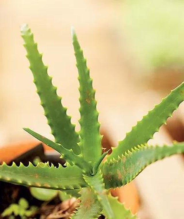 Muito sol ou sombra constante? Conheça 21 plantas muito resistentes ...