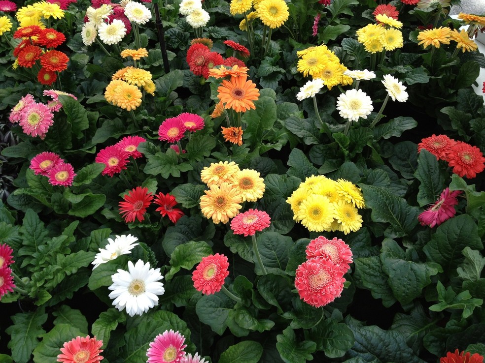 Gérbera: como ter e cuidar da flor que levanta o astral na decoração