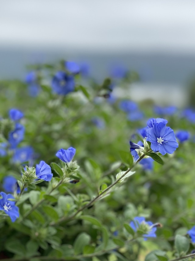 Azulzinha: como cultivar a forração com delicadas flores azuis