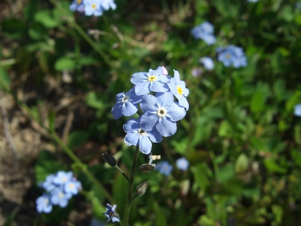 Miosótis: como cultivar a flor comestível que simboliza amor eterno ...