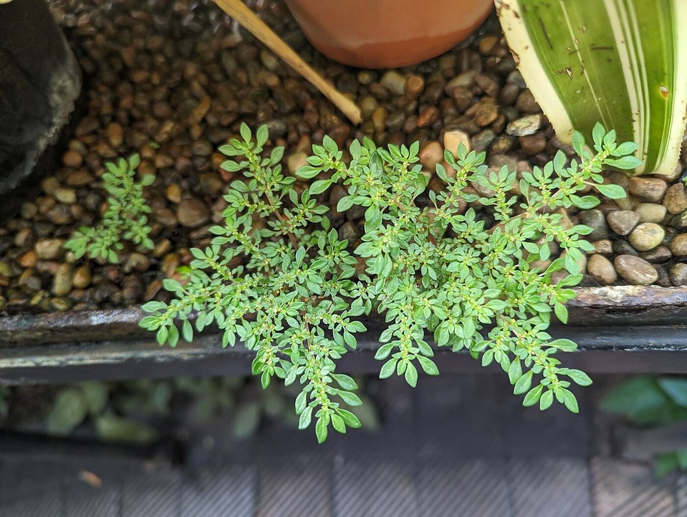 Brilhantina: tudo sobre a planta comestível que cresce em calçadas e muros