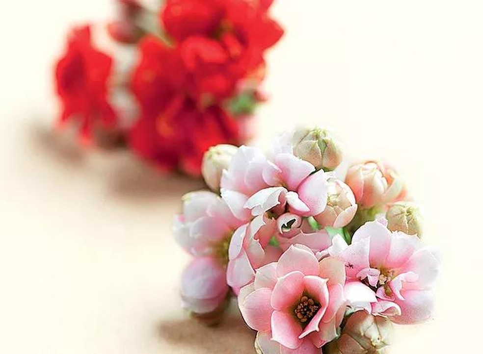 Conheça 13 flores comestíveis para incluir em pratos doces e salgados