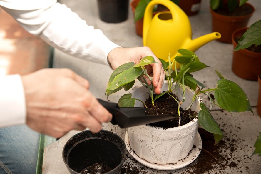 Bokashi: o que é e como usar o adubo sustentável no jardim de casa