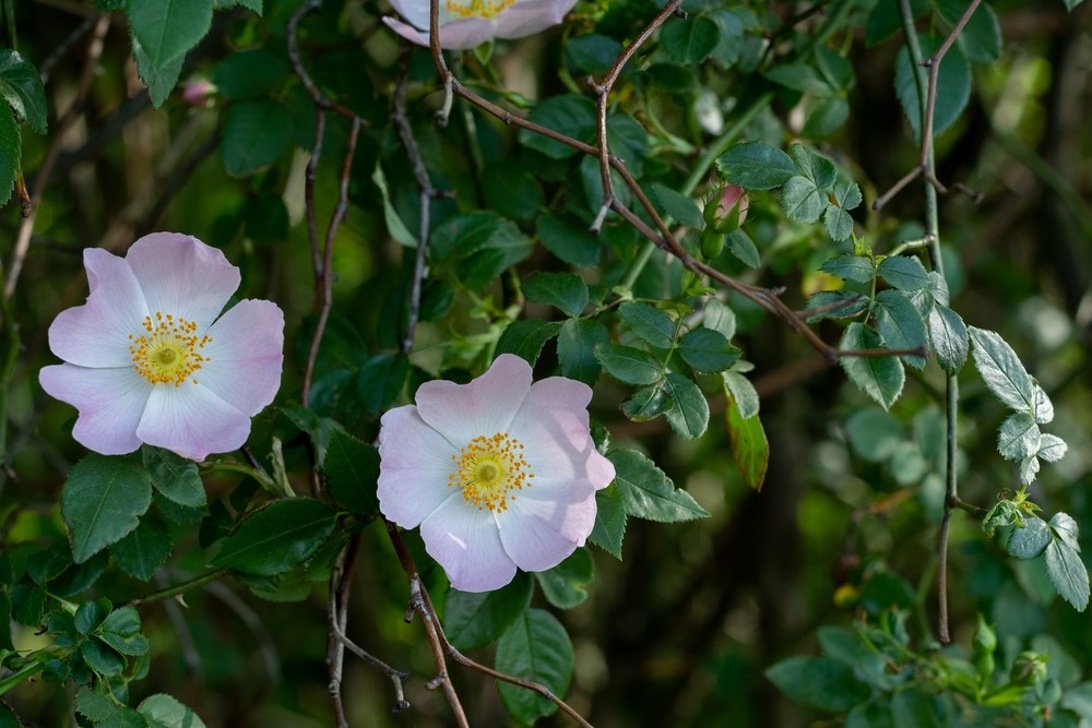 Rosa-mosqueta: a planta famosa pelos fins cosméticos e medicinais