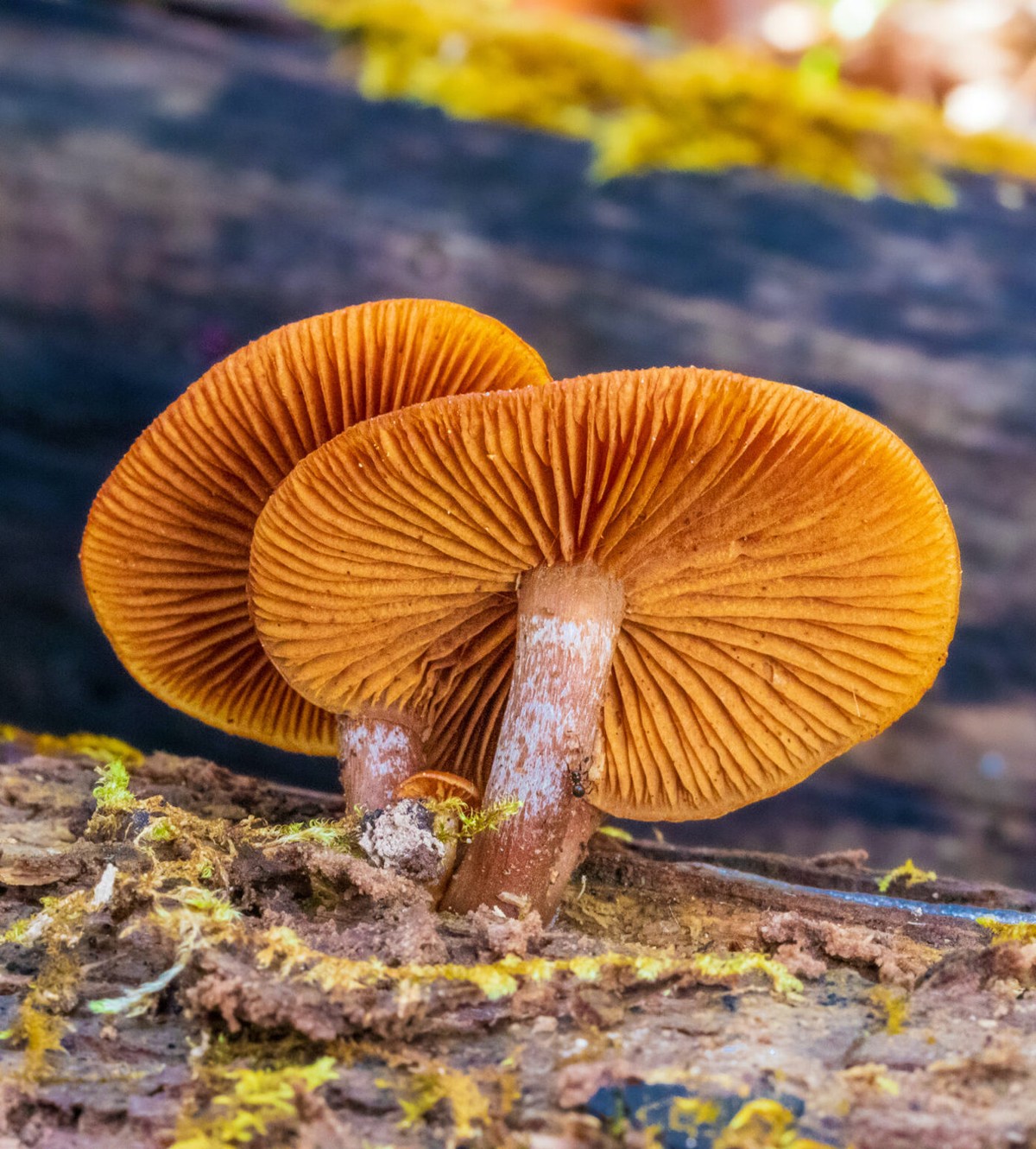 Fotógrafa tcheca captura cogumelos e fungos em imagens impressionantes ...