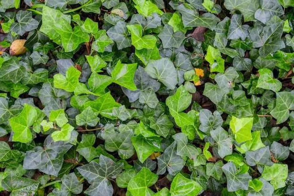 Muito sol ou sombra constante? Conheça 21 plantas muito resistentes ...