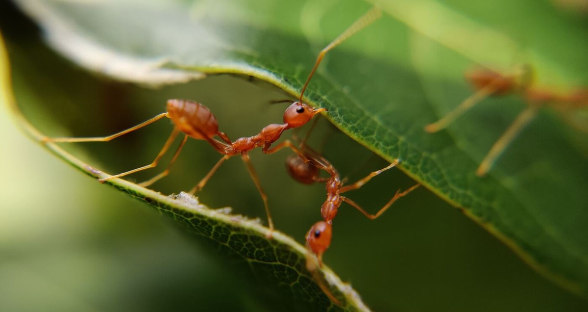 Já comeu formigas? Pesquisadores investigam os sabores dos insetos ...