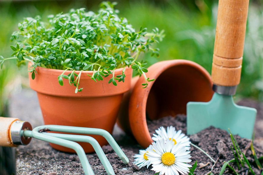 Jardinagem para iniciantes: um guia completo de cuidado com o jardim