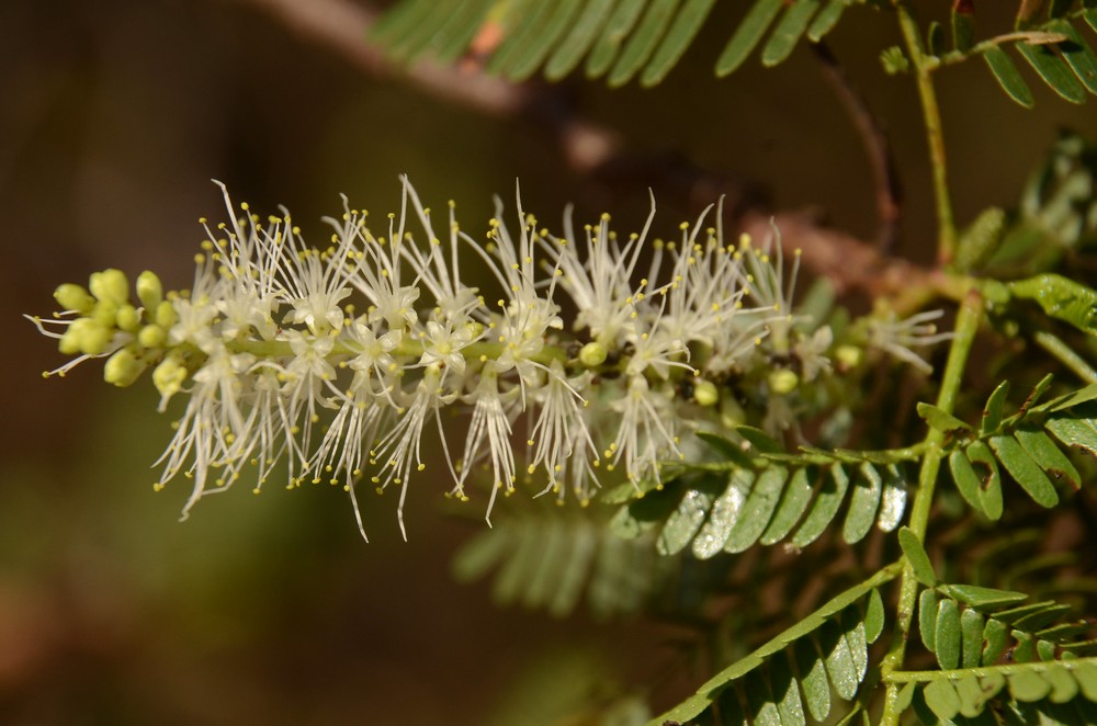 Jurema preta: conheça a planta da caatinga resistente às queimadas