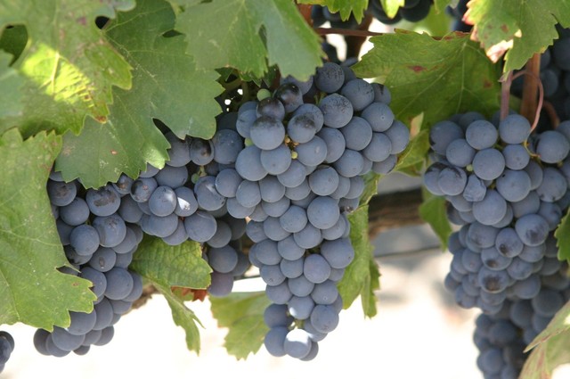 Malbec: tudo sobre a uva e o vinho de valor acessível