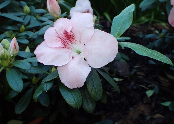 Azaleia: saiba como cultivar, regar e podar a planta de flores ...