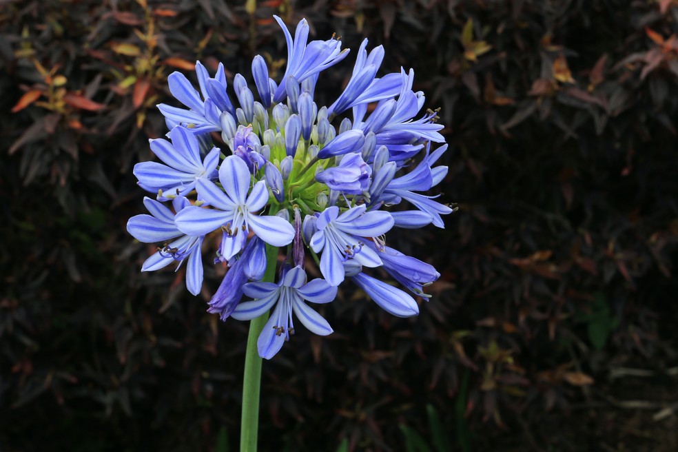 12 espécies de flores para locais com sol intenso