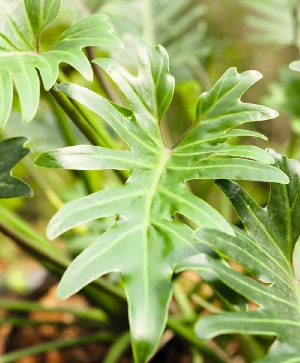 Muito sol ou sombra constante? Conheça 21 plantas muito resistentes ...