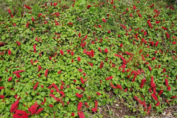 7 espécies de plantas rasteiras que florescem o ano todo | Paisagismo ...