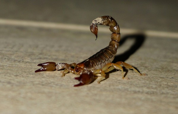 Como distinguir as picadas de diferentes insetos? | Bem-estar e Saúde ...