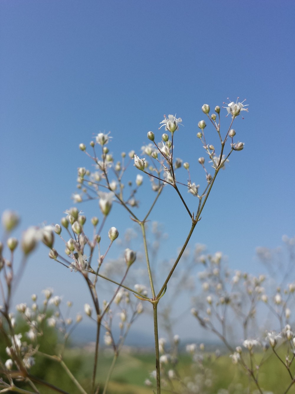 Flor mosquitinho: como cultivar em casa a planta usada em casamentos