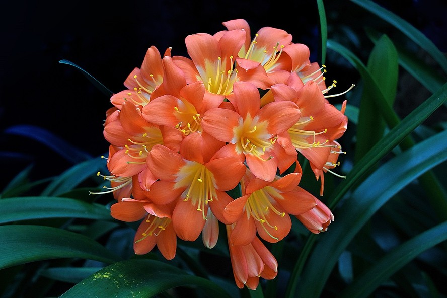 Clivia miniata: como cuidar da planta com flores que simbolizam alegria