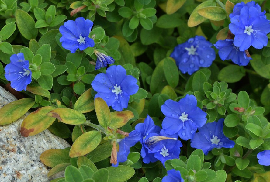 Azulzinha: como cultivar a forração com delicadas flores azuis