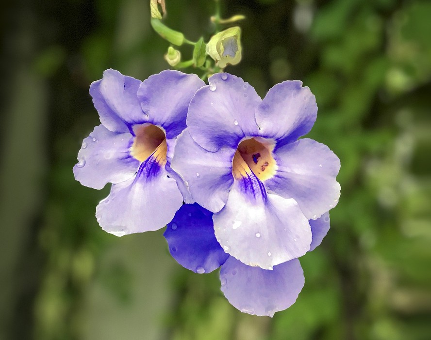 Tumbérgia azul: como cultivar a trepadeira com flores ornamentais