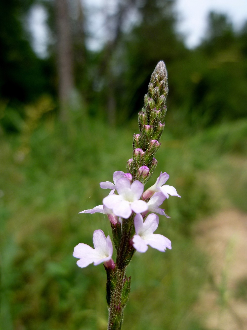 Verbena: como cultivar a planta ornamental e medicinal em casa