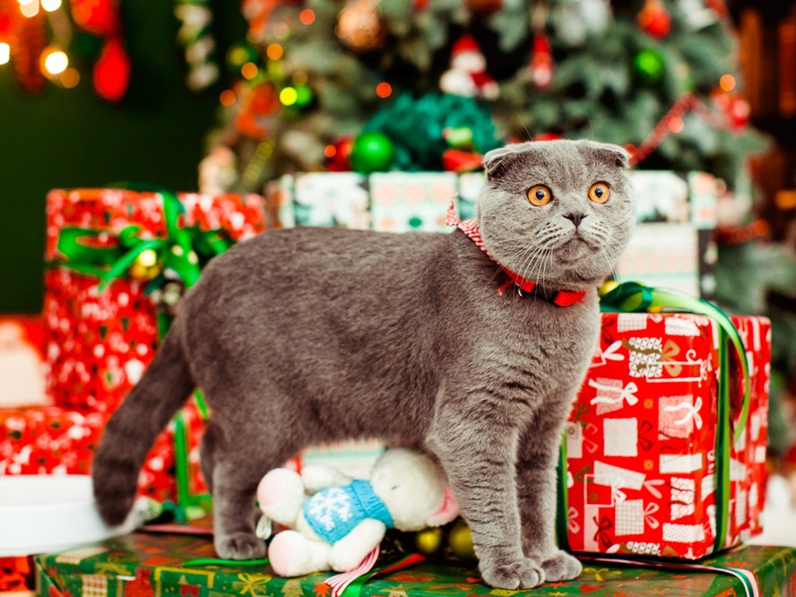 8 decorações de Natal para quem tem gatos e cansou de ter a árvore ...