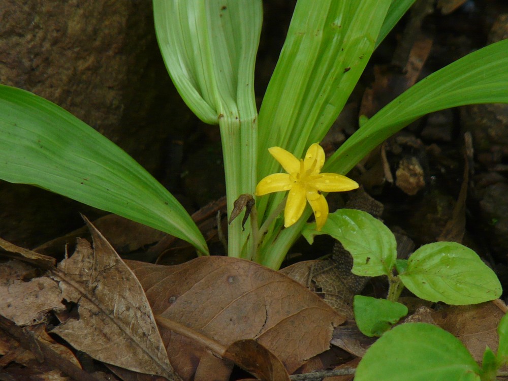 Curculigo: a planta que fica ótima como forração de jardins