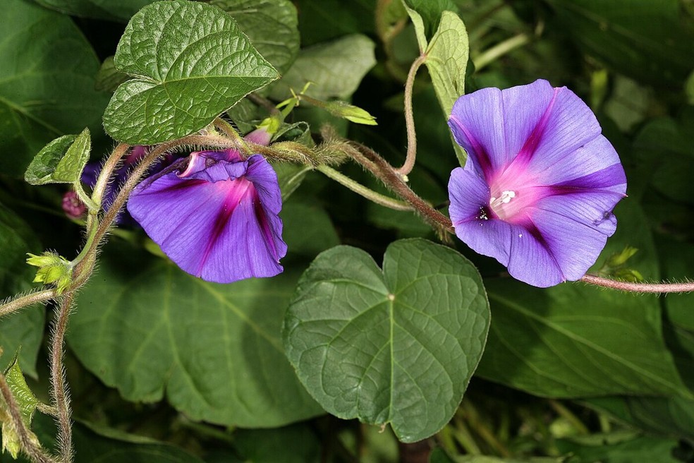Planta De Viola Cómo Crecer Viola Blanda | EarthOne