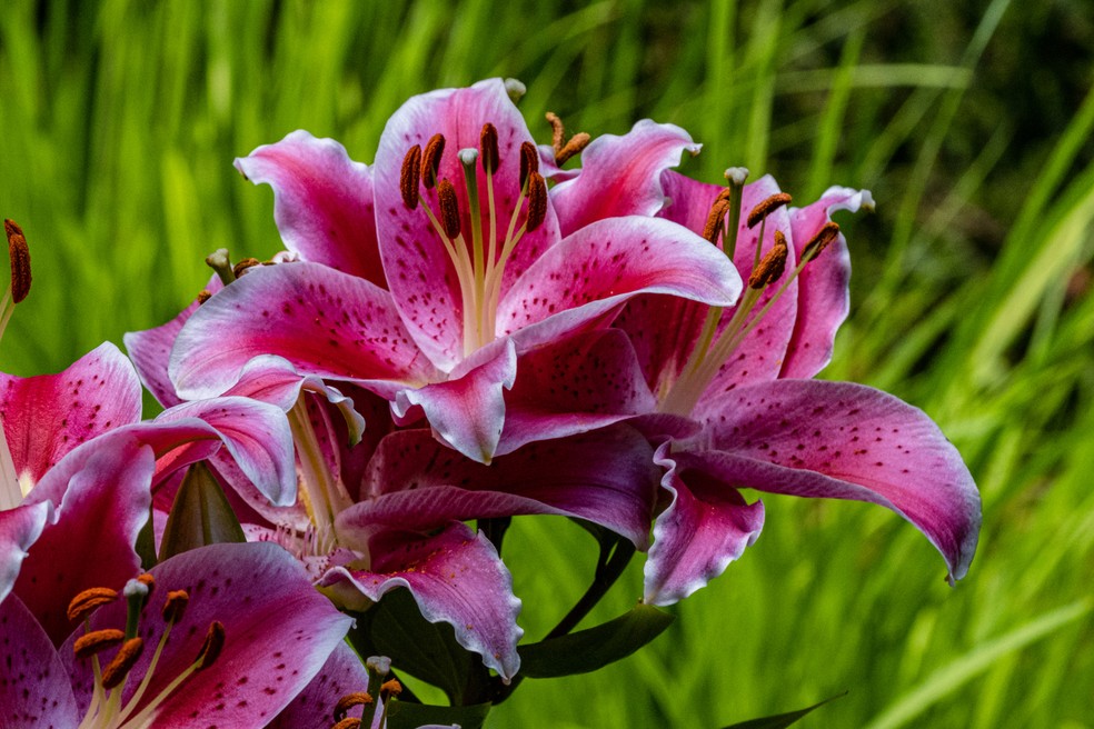 Lírio Stargazer: conheça o lírio oriental com flores voltadas para cima