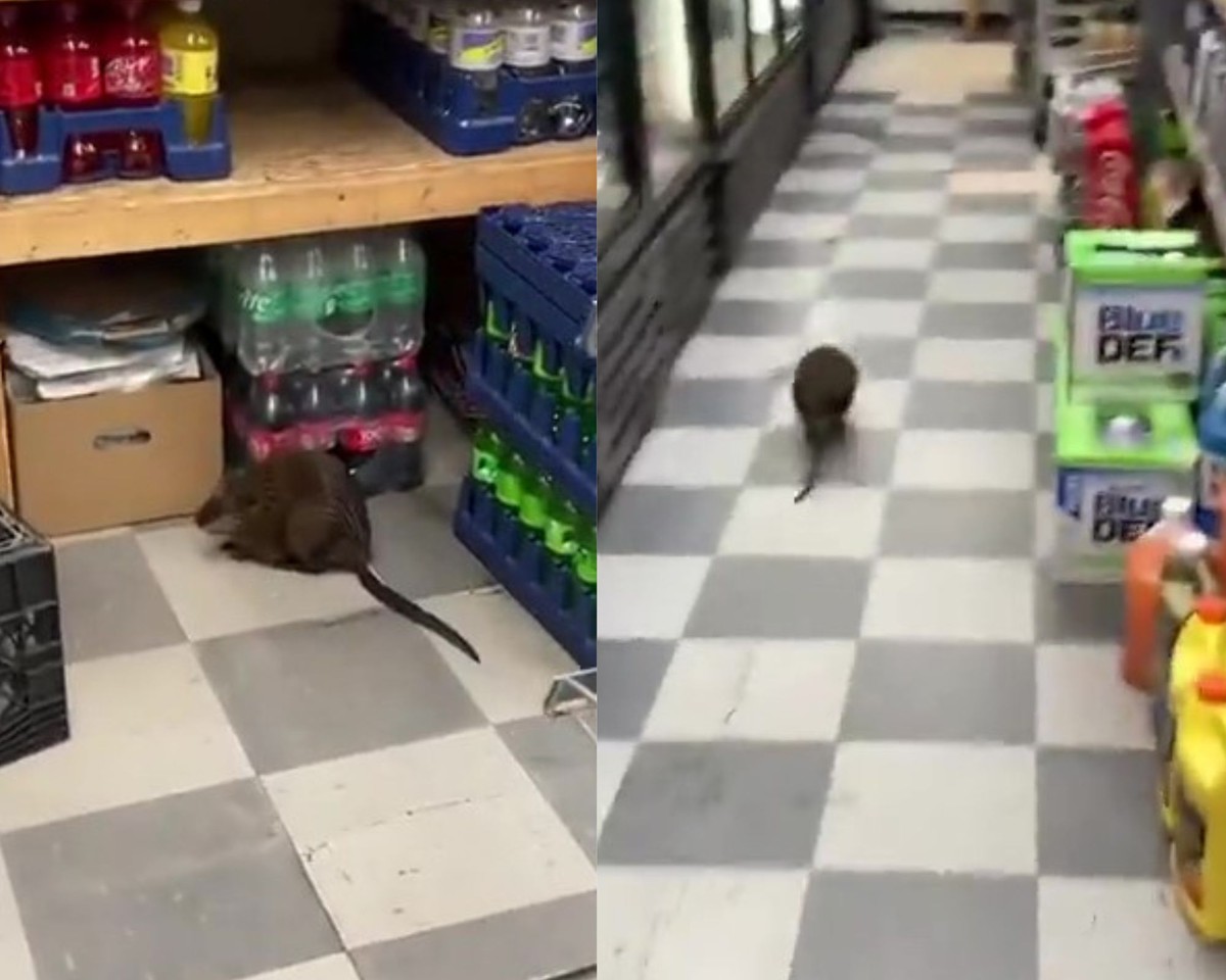 Rato gigante em mercado de Nova York surpreende internautas e vídeo ...