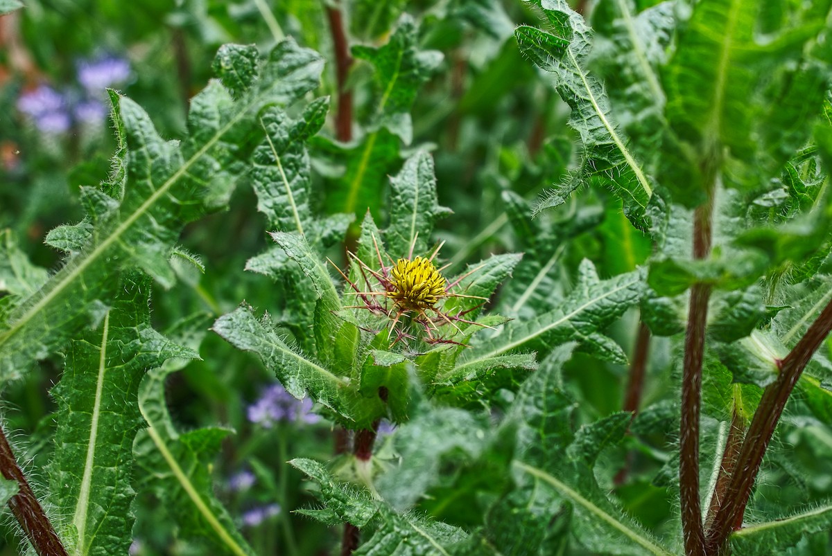 Cardo-santo: como cultivar e diferentes usos