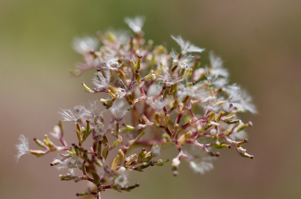 Valeriana: como cultivar a planta medicinal que atua como sedativo leve