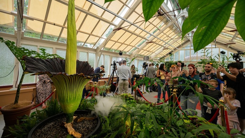 Plantas e flores perenes: o que são, como cultivar e 18 espécies para ...